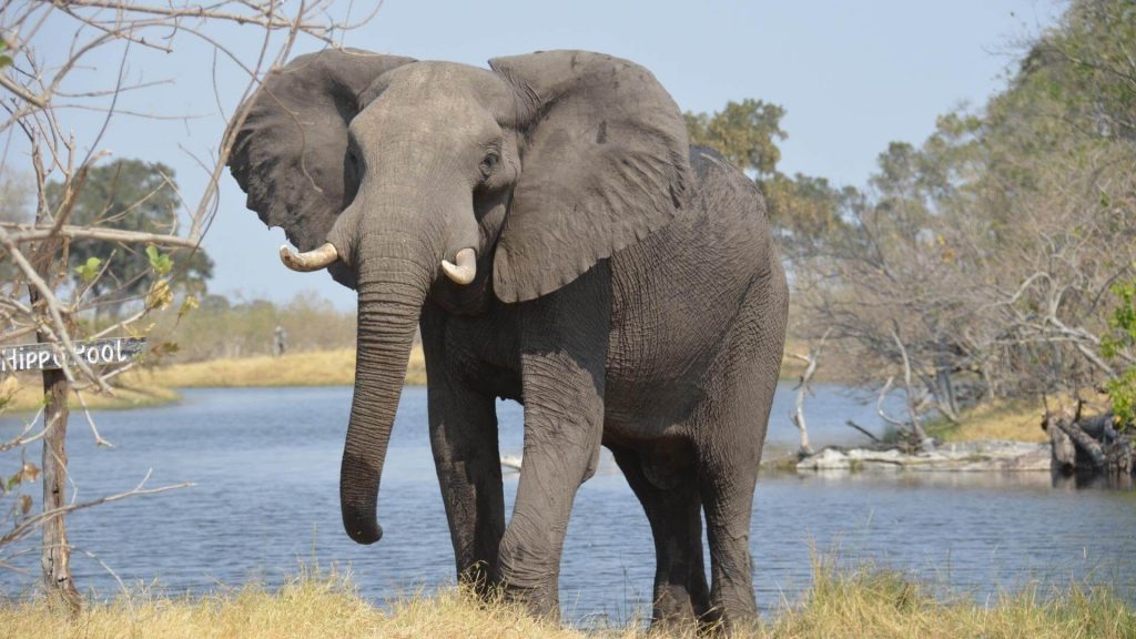 Are Elephants Afraid of Mice – Is It True? Or a Myth? - Multimedia Bomb