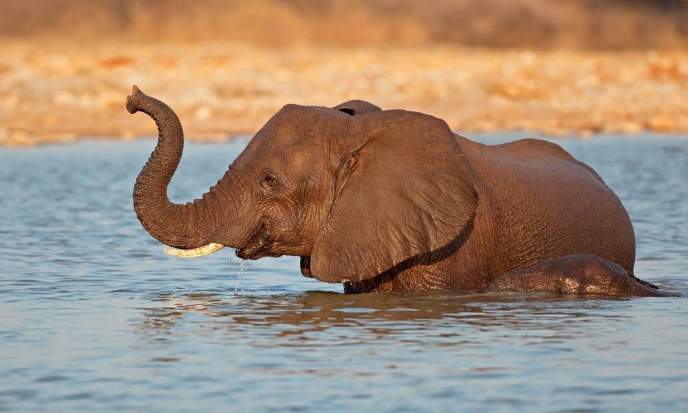 Are Elephants Afraid of Mice – Is It True? Or a Myth? - Multimedia Bomb