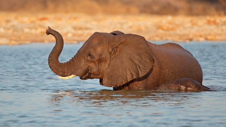 Are Elephants Afraid of Mice – Is It True? Or a Myth?