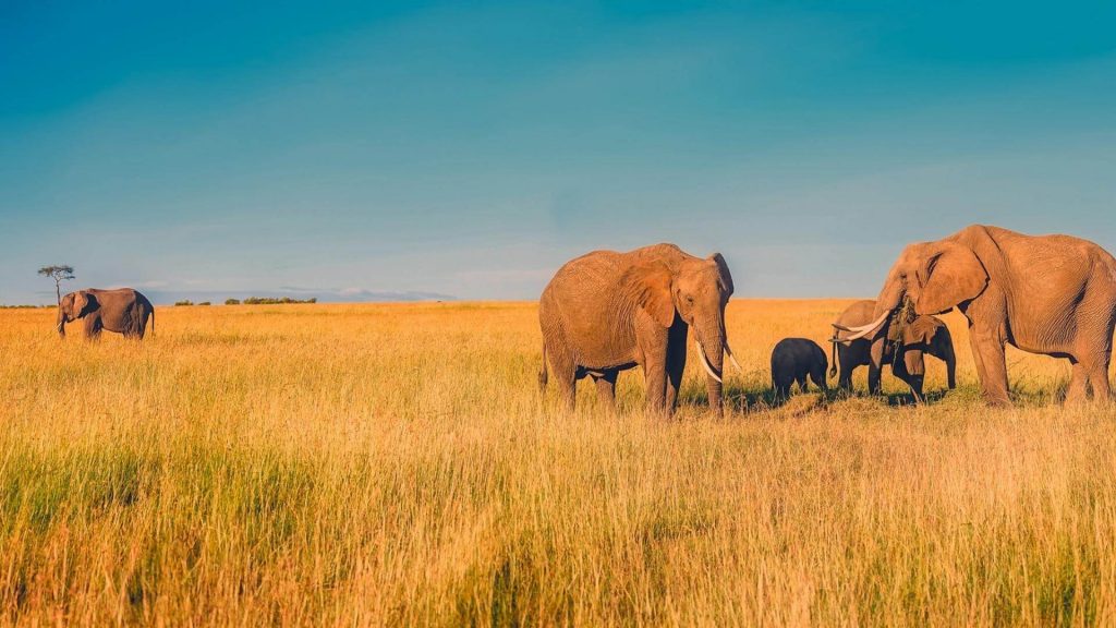 Are Elephants Afraid of Mice – Is It True? Or a Myth? - Multimedia Bomb